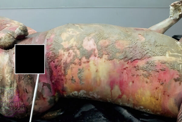 Posts - Herman The Shocker