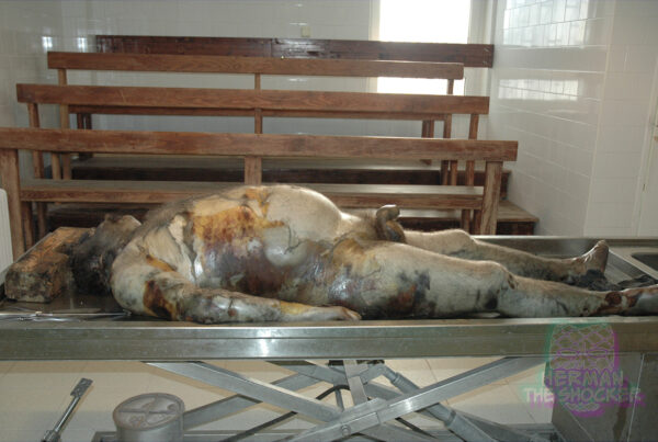 Posts - Herman The Shocker